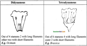 Samacheer Kalvi 11th Bio Botany Guide Chapter 4 Reproductive Morphology ...